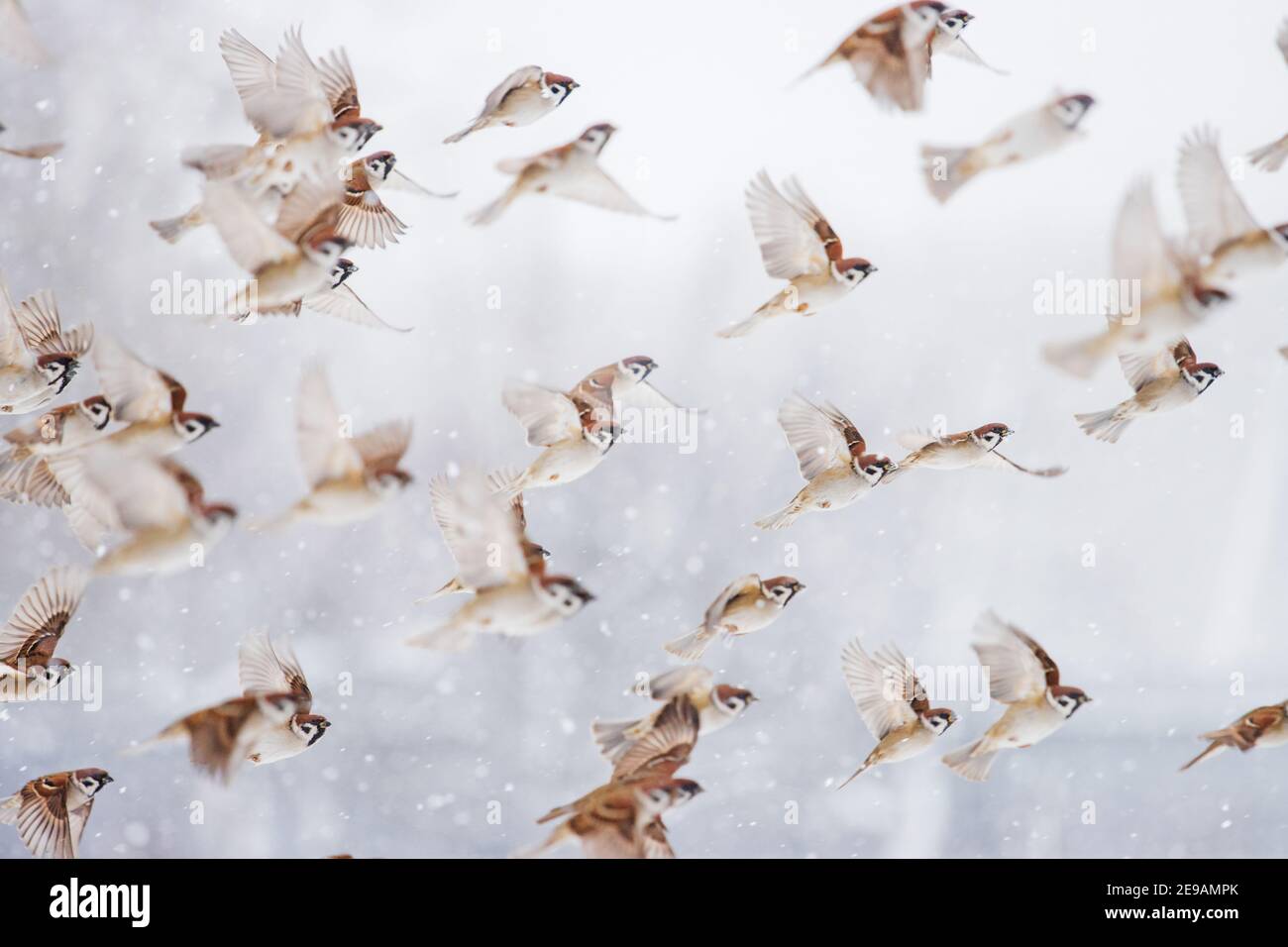 Ornate fly hi-res stock photography and images - Alamy