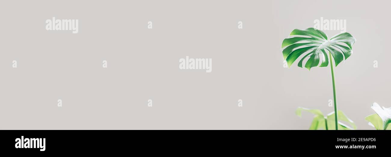 Real monstera leaves Stock Photo - Alamy