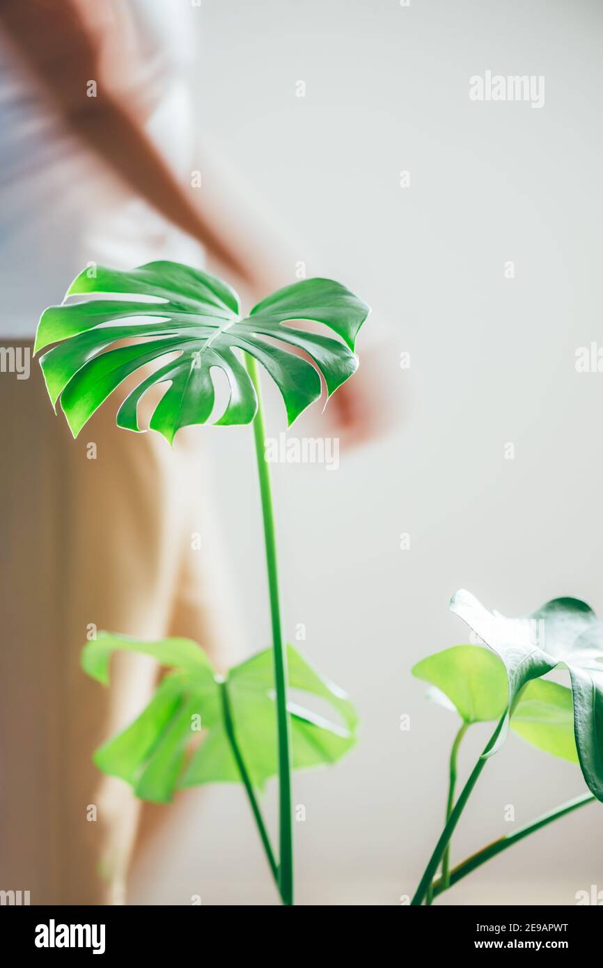 Real monstera leaves, cozy home setting Stock Photo - Alamy