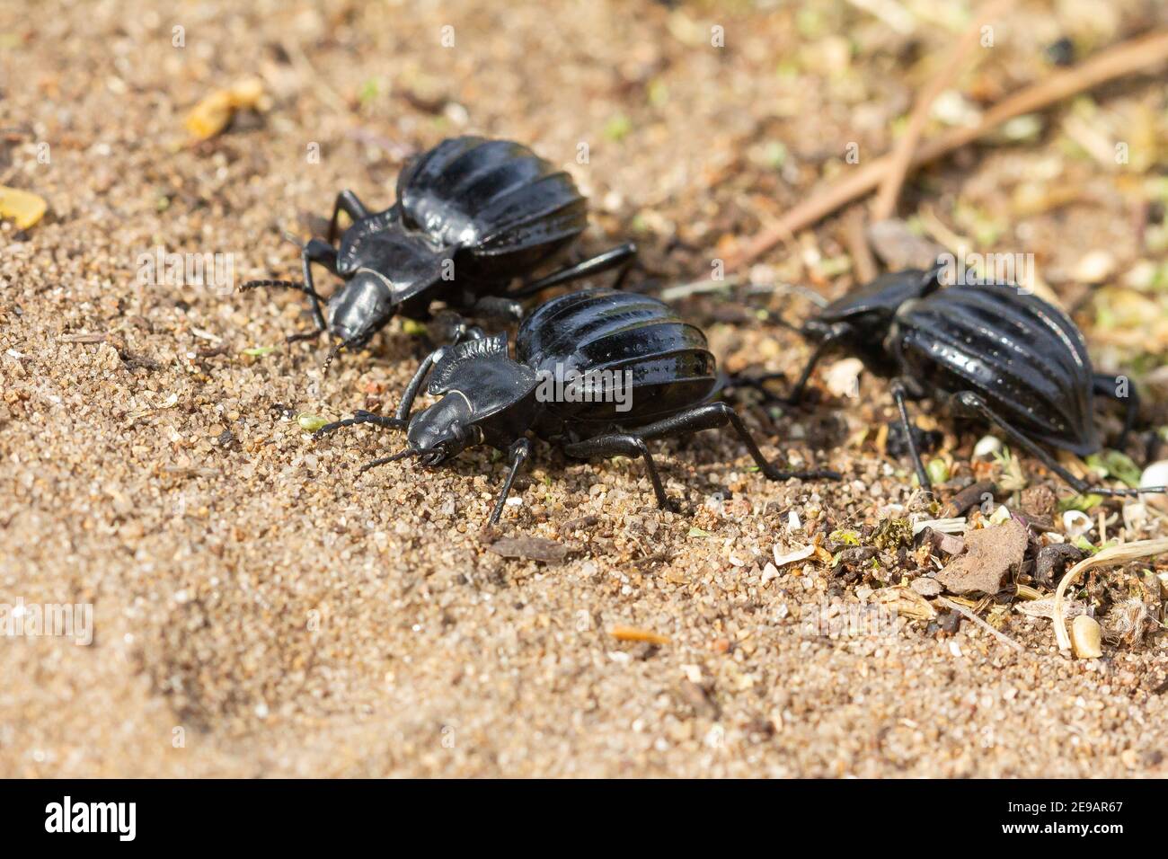 Selective focus shot black beetles on ground Stock Photo - Alamy