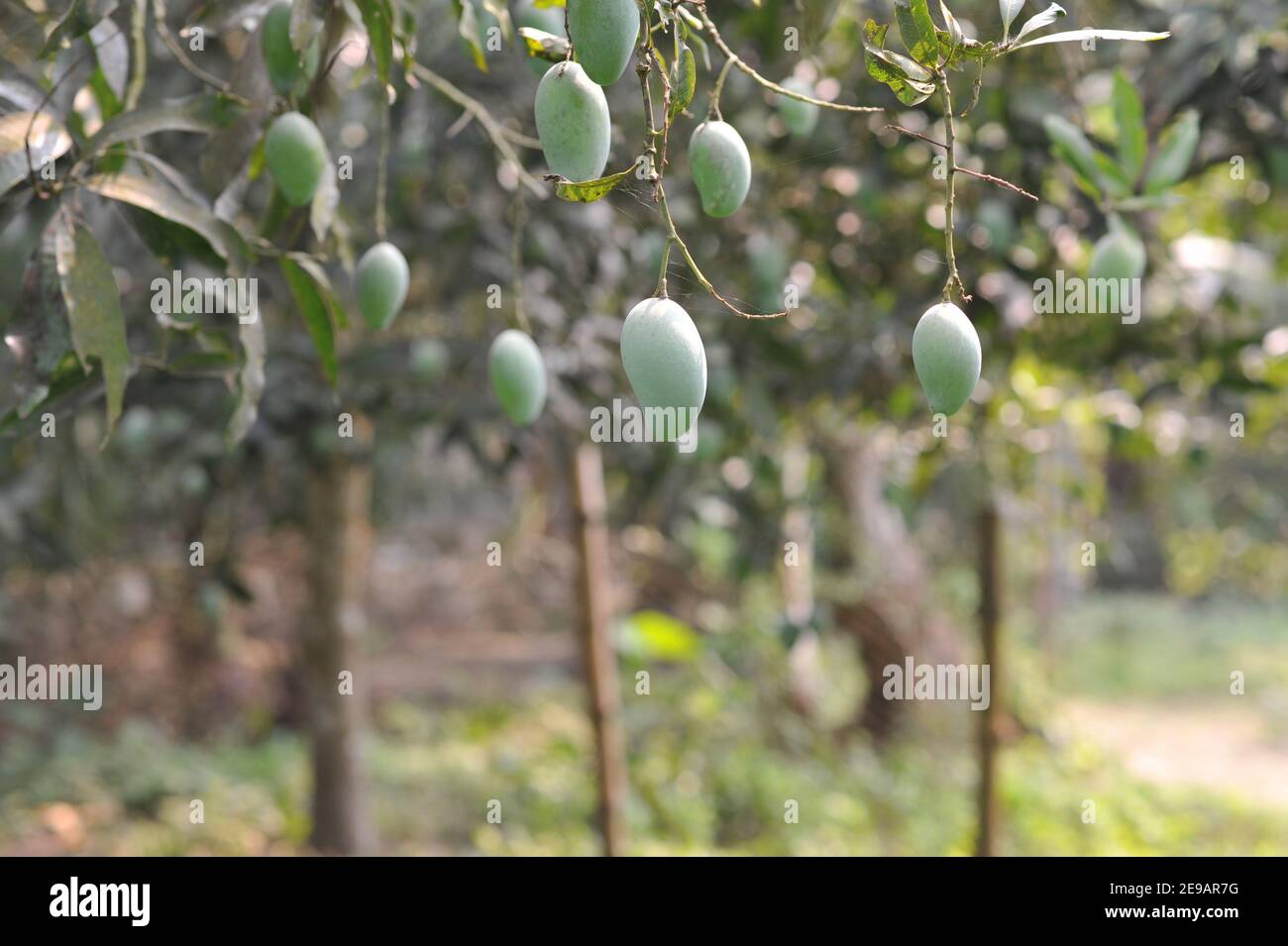Tree with unripe green mangoes hanging on the branches Stock Photo - Alamy
