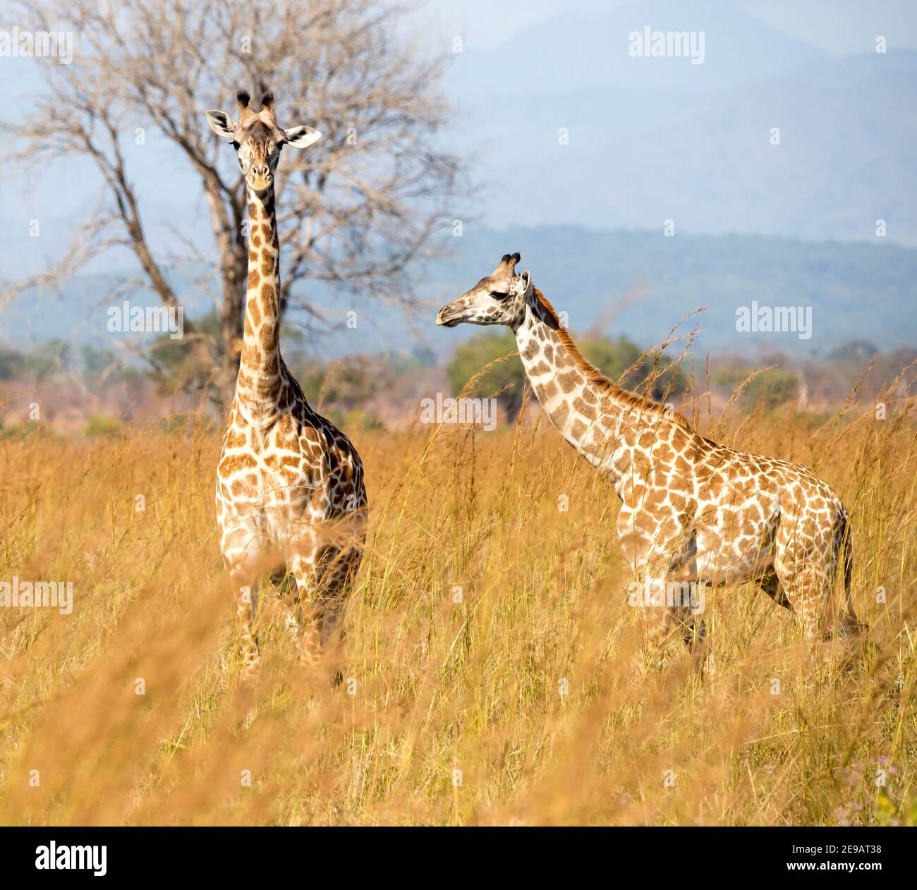 Masai giraffe at Mikumi National Park Stock Photo - Alamy