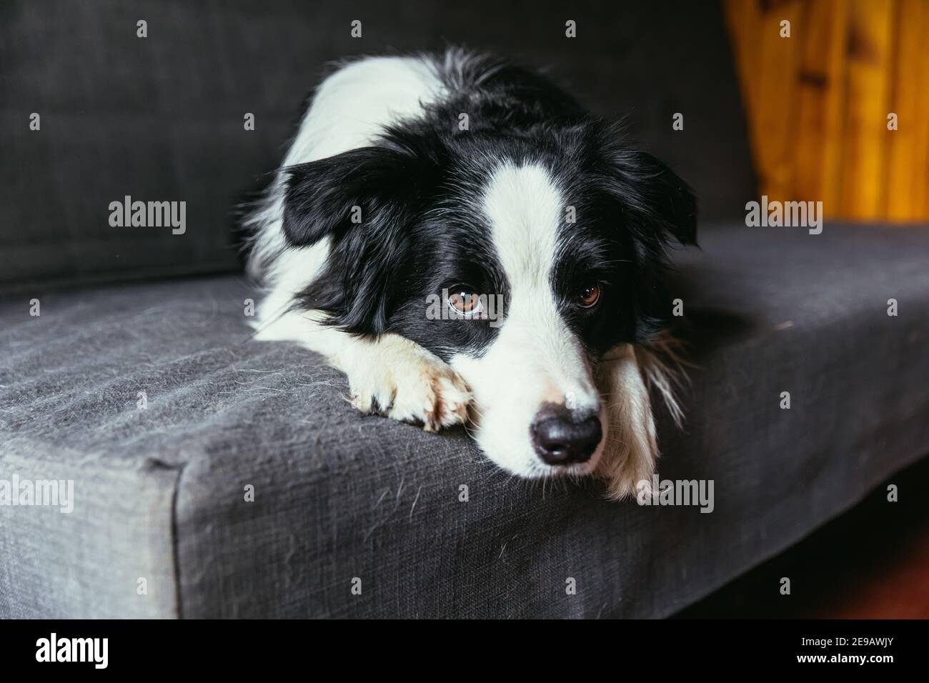 Funny portrait of cute smiling puppy dog border collie on couch indoors ...
