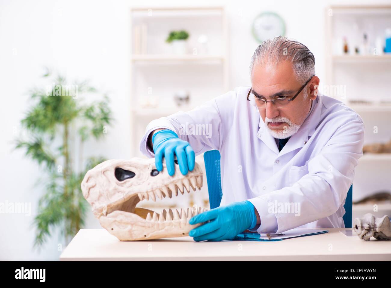 Old male paleontologist working in the lab Stock Photo - Alamy
