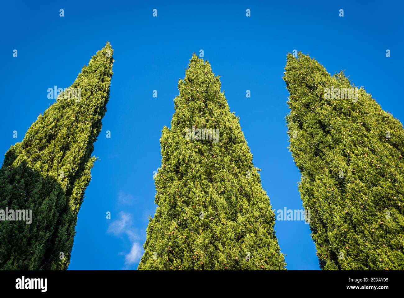 Cypress trees, Mali Iz, Island of Iz, Zadar archipelago, Dalmatia ...
