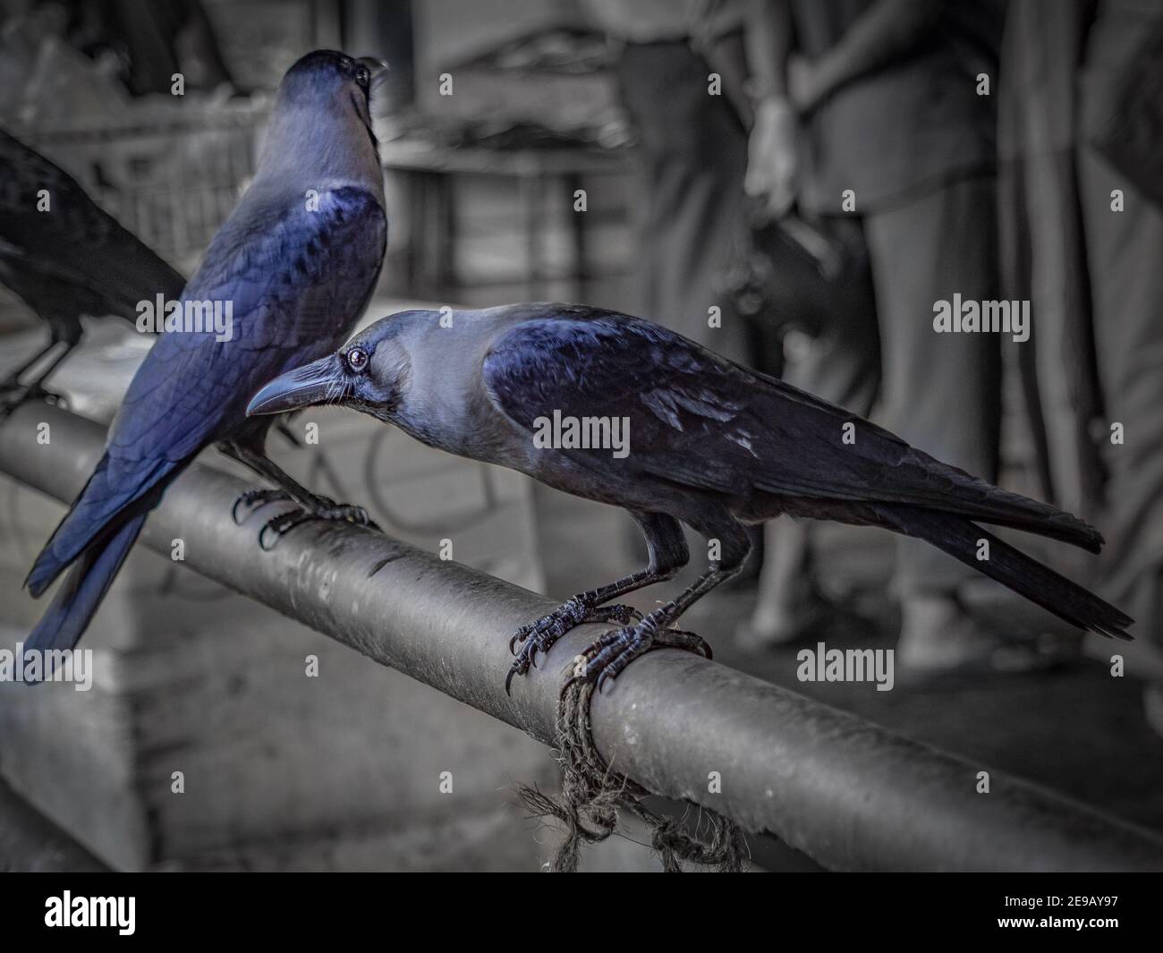 Two blue ravens sitting on iron railing. Black and white background ...