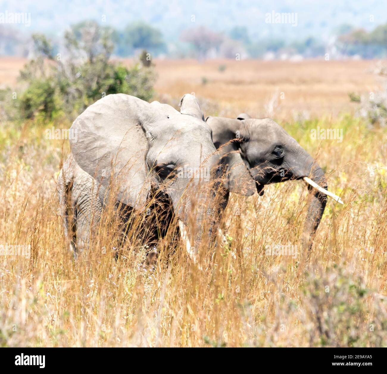 African Savanna Elephant in Tanzania Stock Photo - Alamy