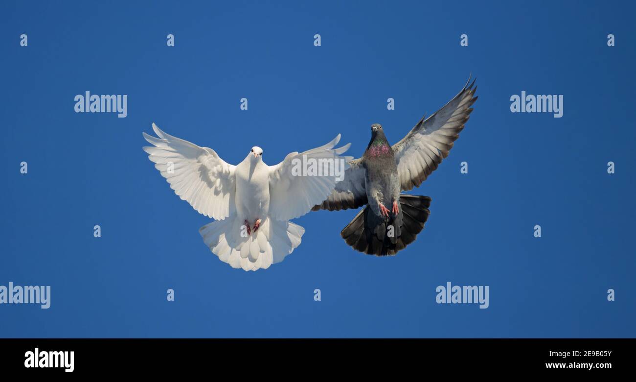 white and dark doves are flying on the blue sky Stock Photo - Alamy