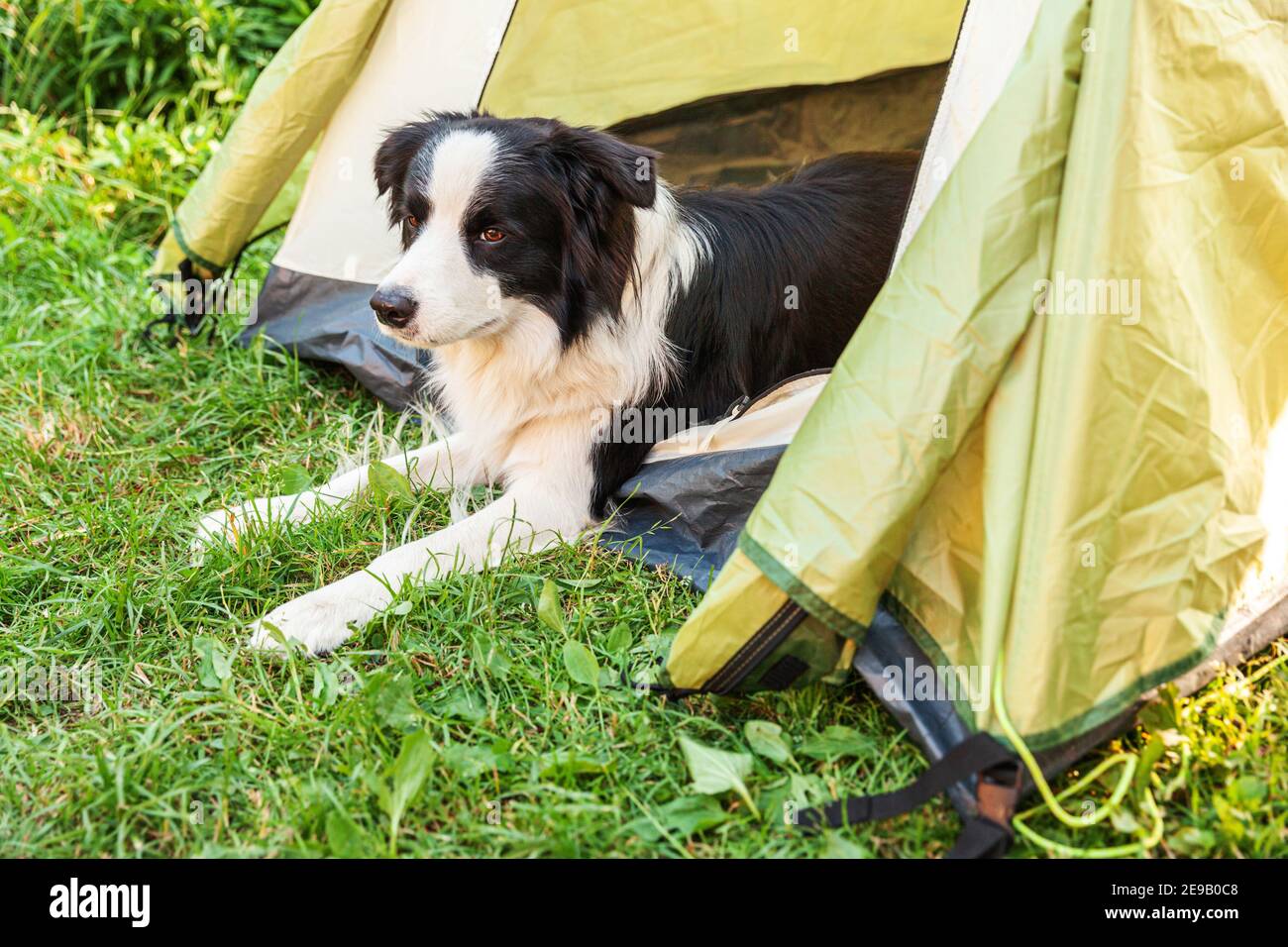 Outdoor portrait of cute funny puppy dog border collie lying down ...