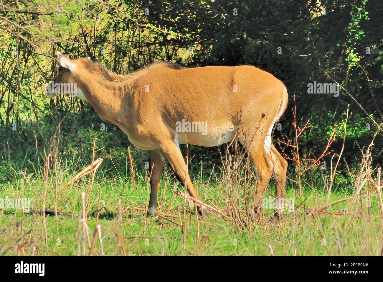 Indian Hog Deer High Resolution Stock Photography and Images - Alamy