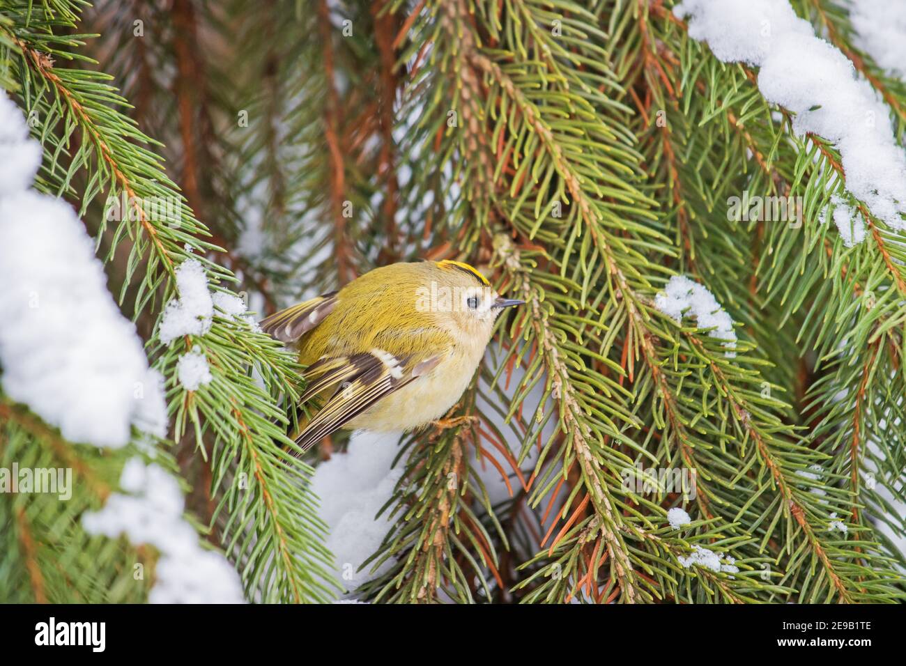 Yellow headed kinglet hi-res stock photography and images - Alamy