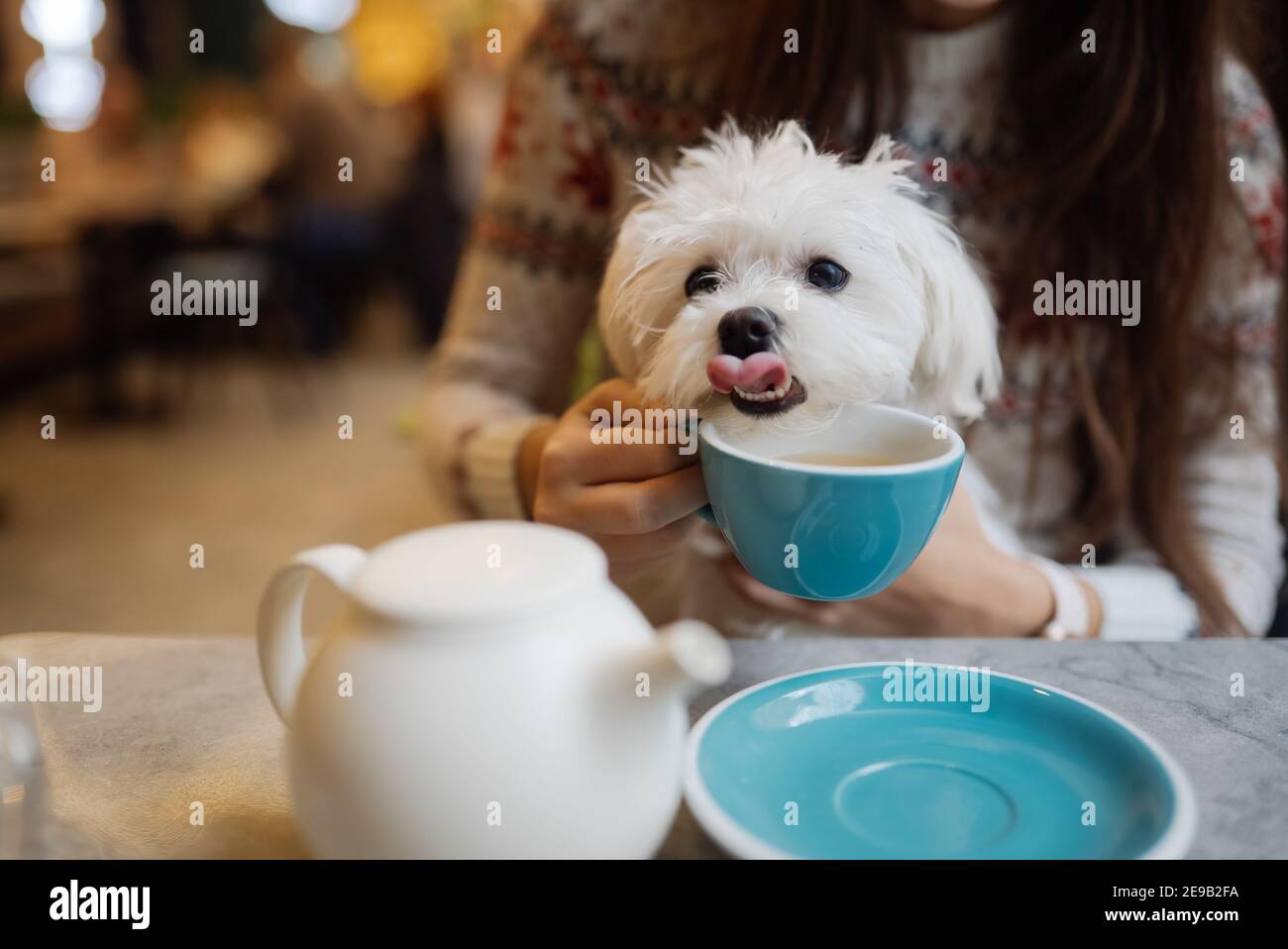 Beautiful woman is holding her cute dog, drinking coffee in cafe Stock ...