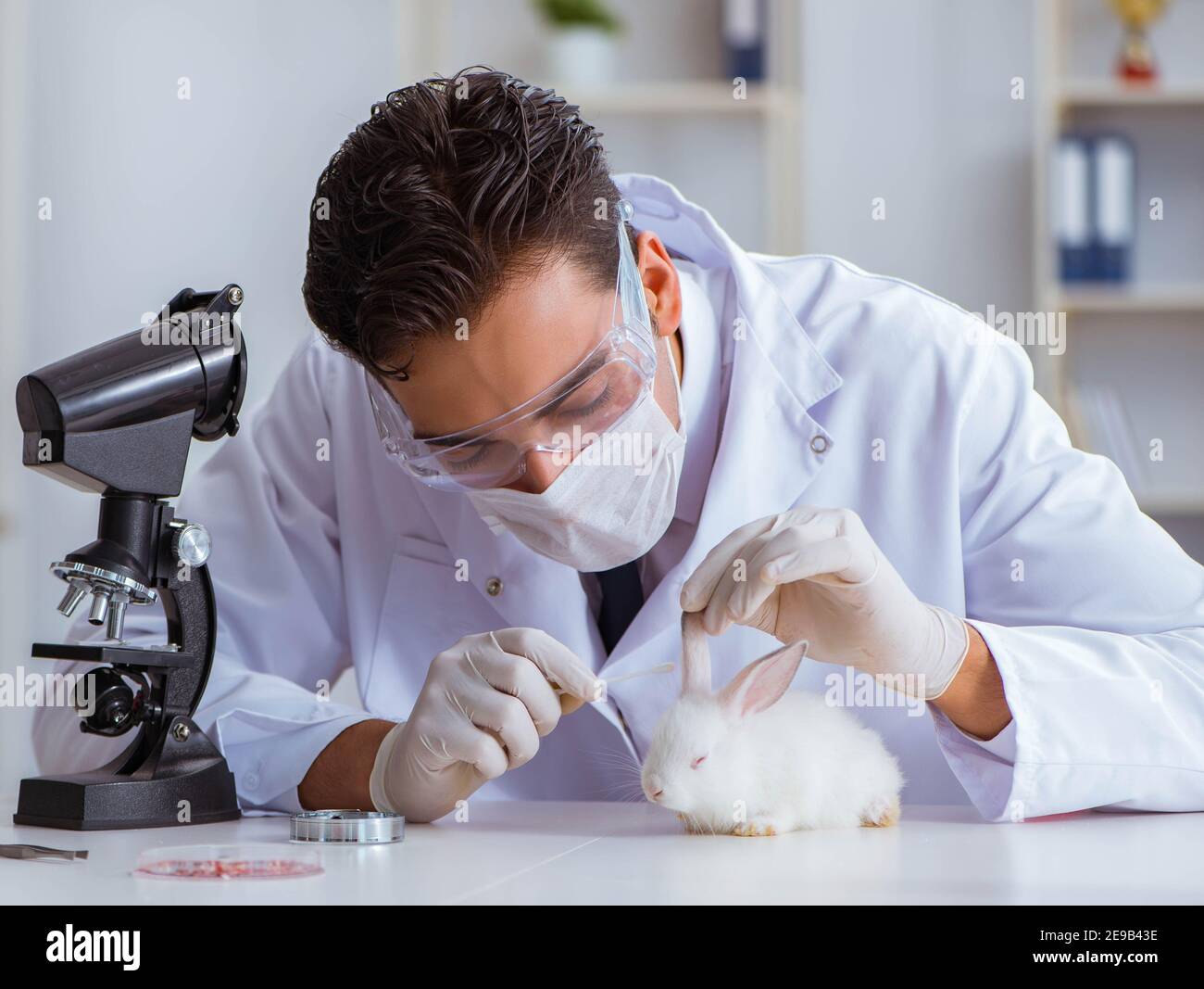 The vet doctor examining rabbit in pet hospital Stock Photo - Alamy