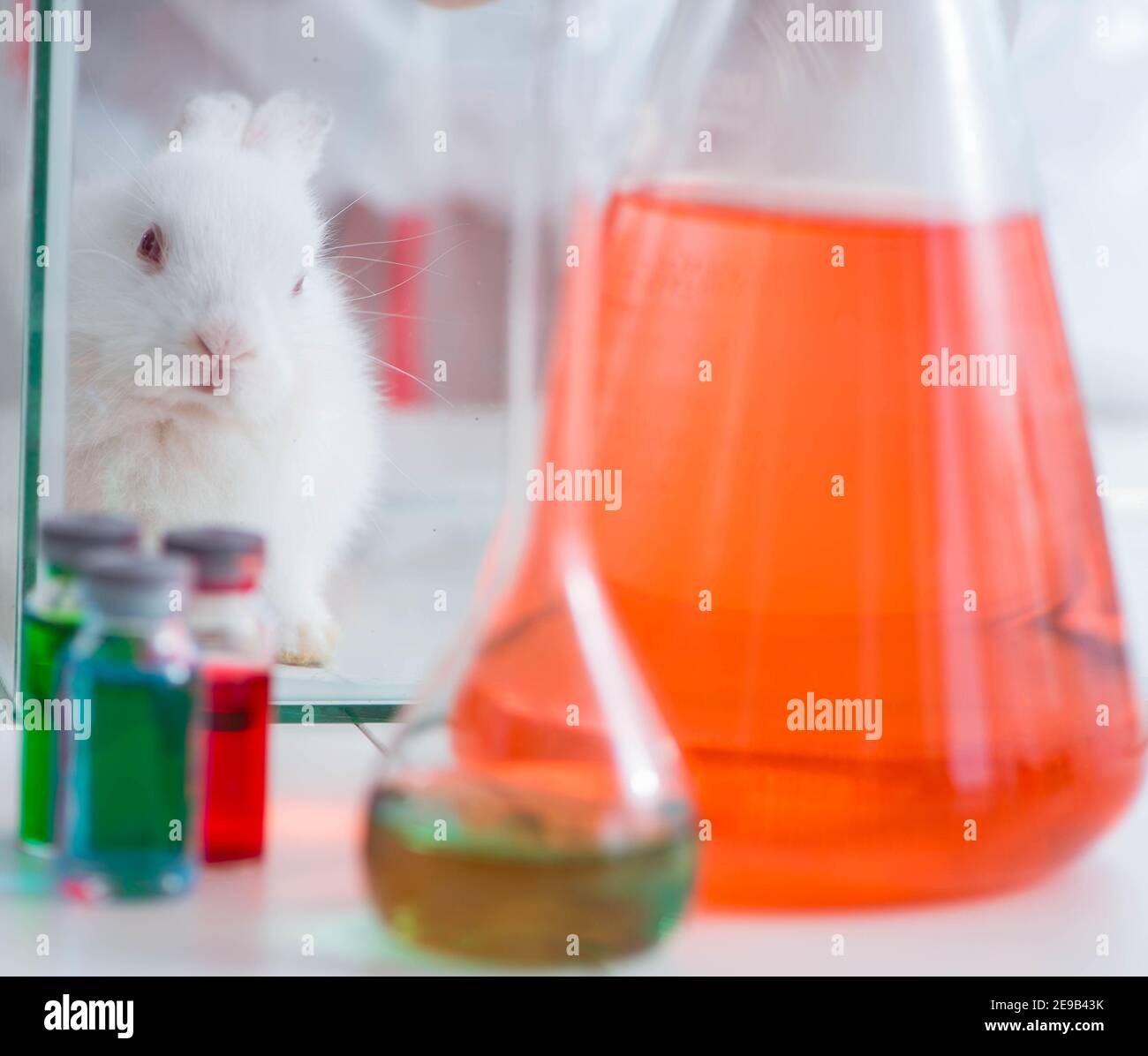 The white rabbit in scientific lab experiment Stock Photo - Alamy
