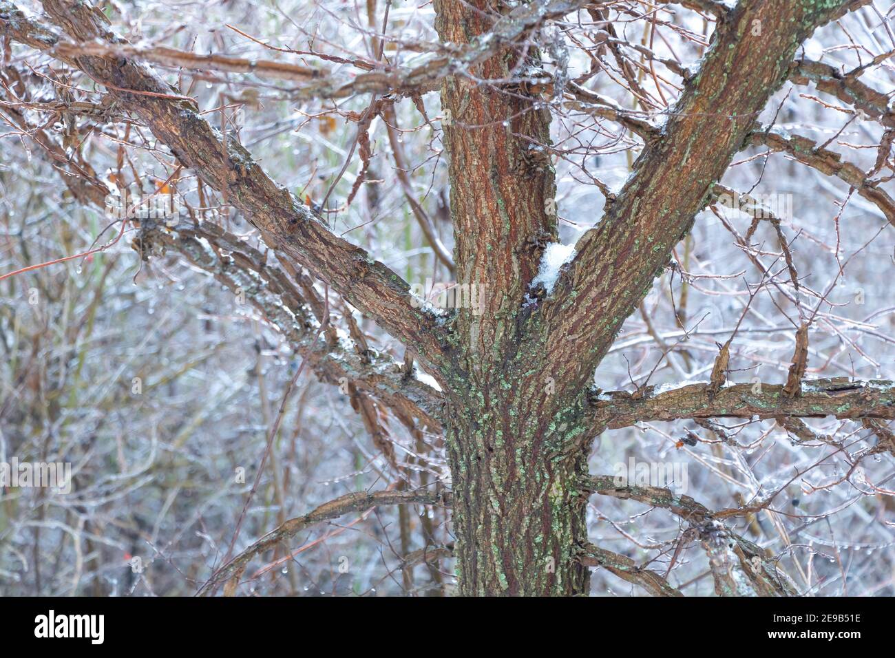Beautiful elm tree photographed in winter without leaves Stock Photo ...