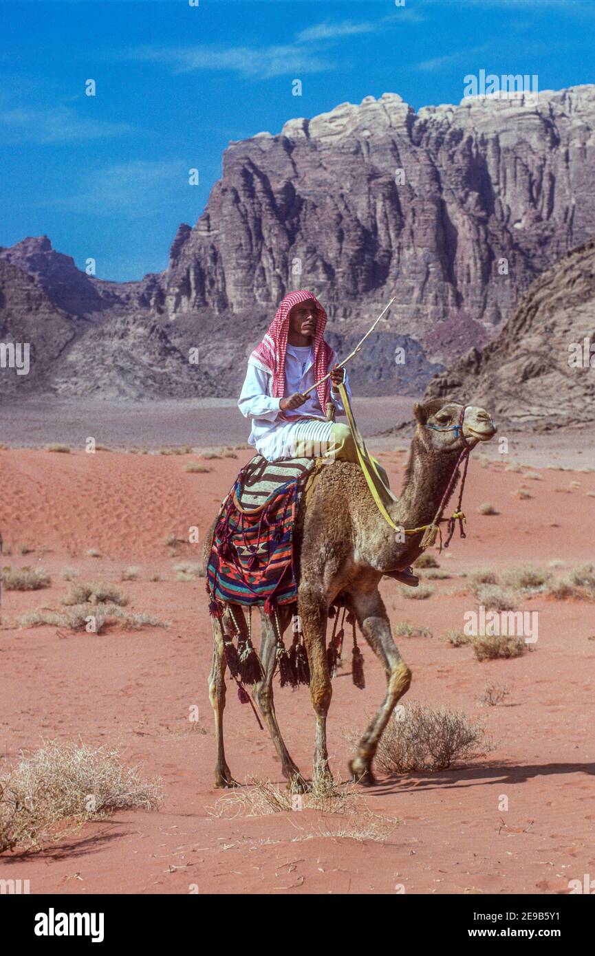 Bedouin man riding camel in desert landscape Wadi Rum Jordan Stock ...