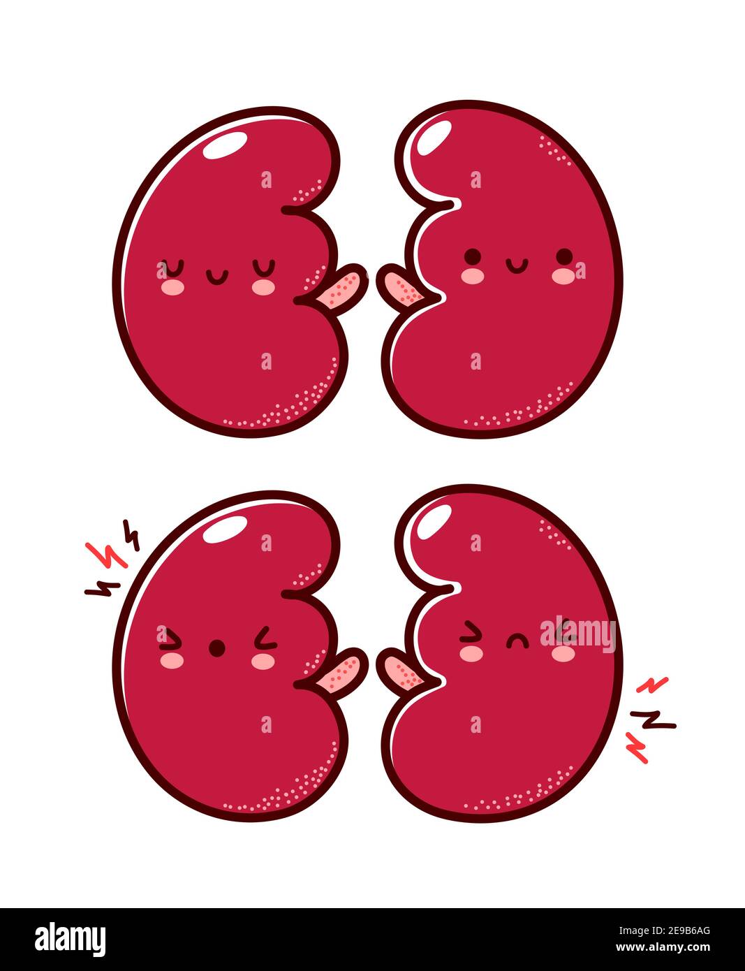 Human kidneys internal organ Cut Out Stock Images & Pictures - Alamy