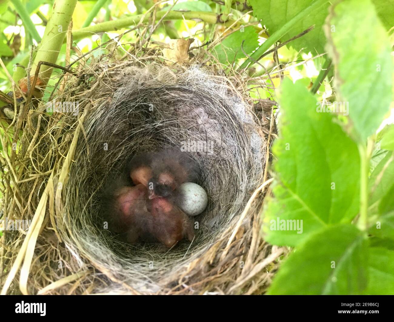 Egg laying birds hi-res stock photography and images - Alamy