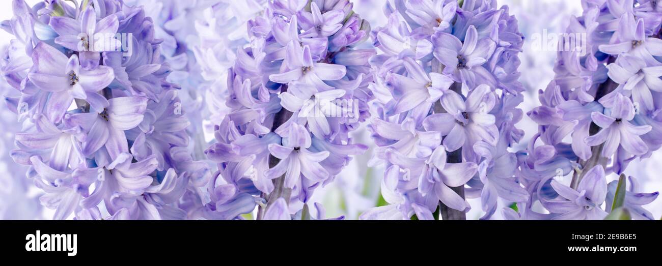 Hyacinth purple flowers long horizontal background. Spring floral ...