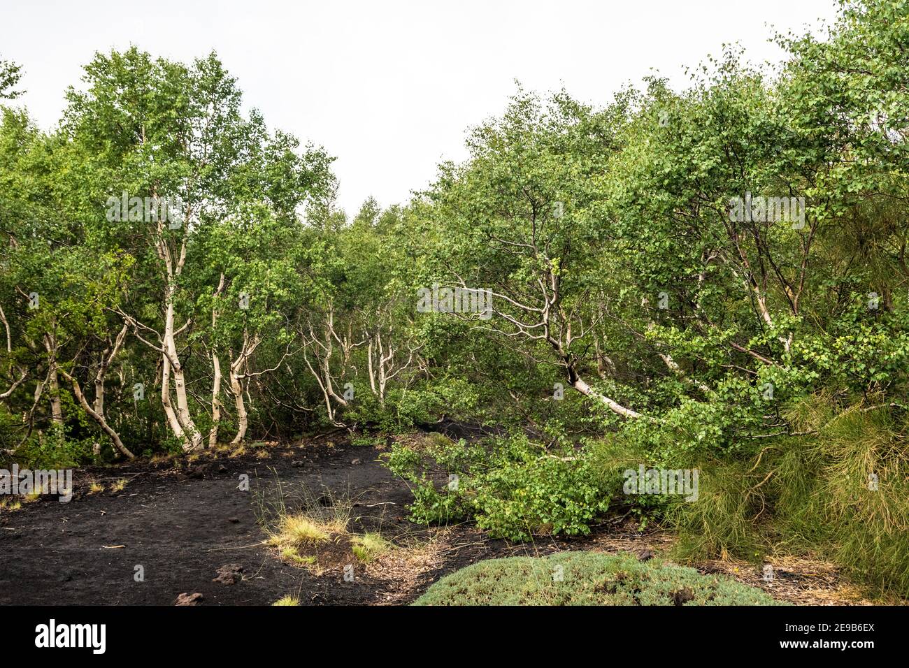 Mount Etna volcanic landscape and its typical vegetation, Sicily Stock ...