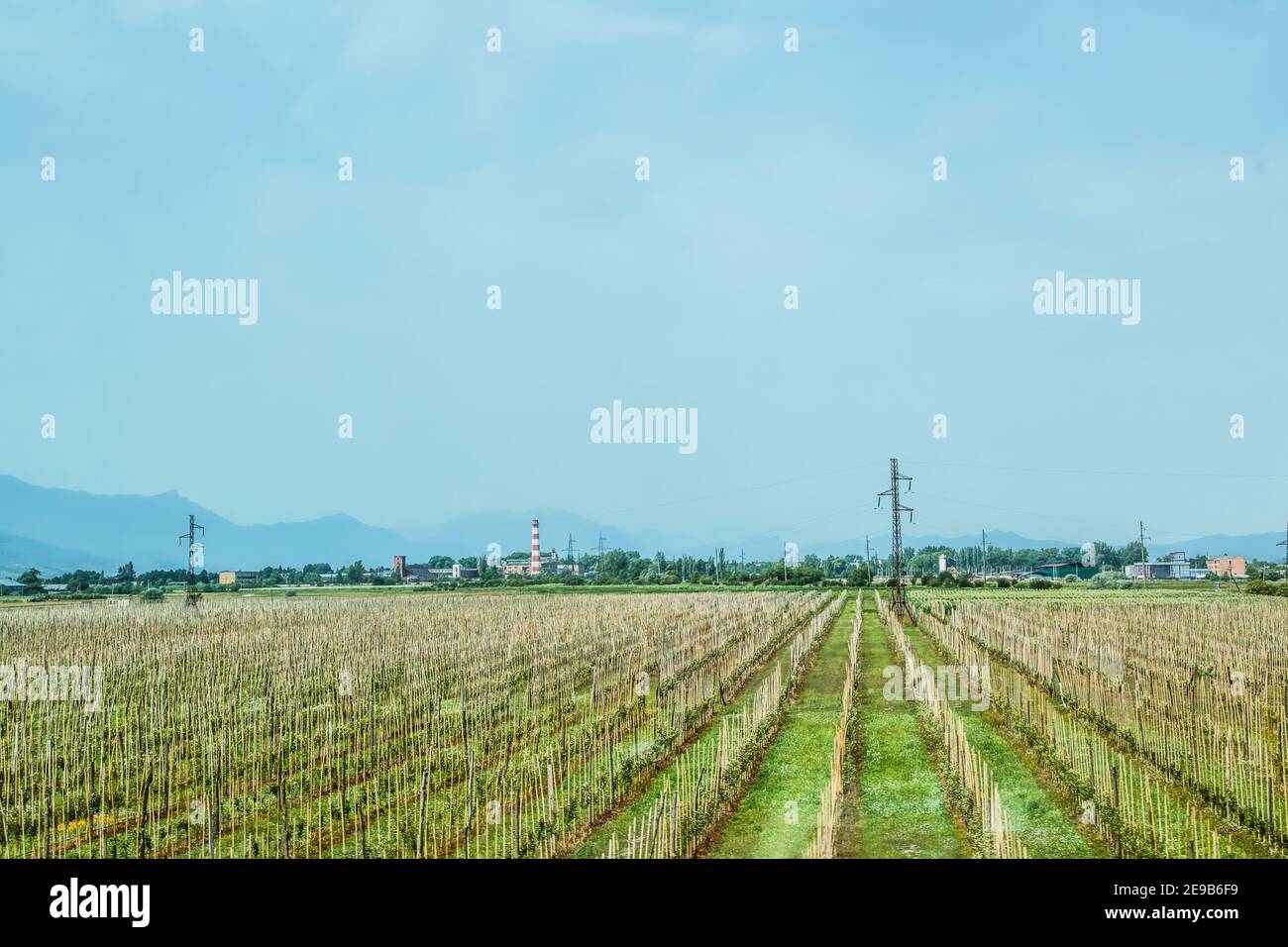 Orchard poles hi-res stock photography and images - Alamy