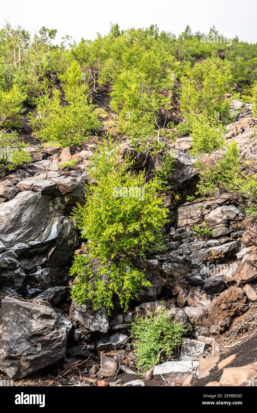 Mount Etna volcanic landscape and its typical vegetation, Sicily Stock ...