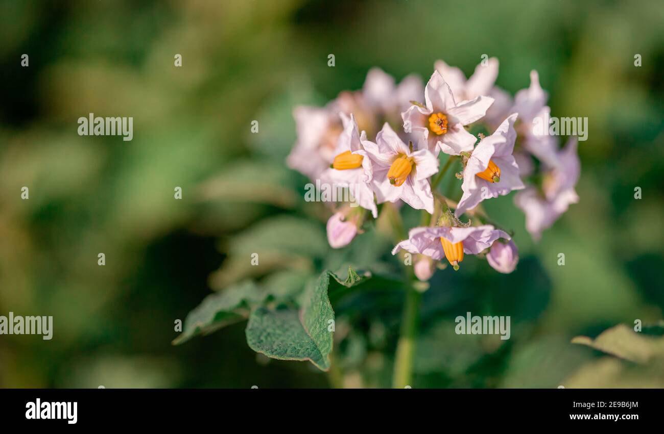 Potato flowers blossom in sunlight grow in plant. White blooming potato ...