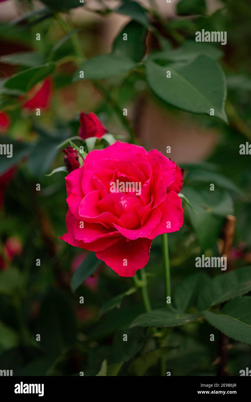 Beautiful roses in the garden, growing different varieties of flowers ...