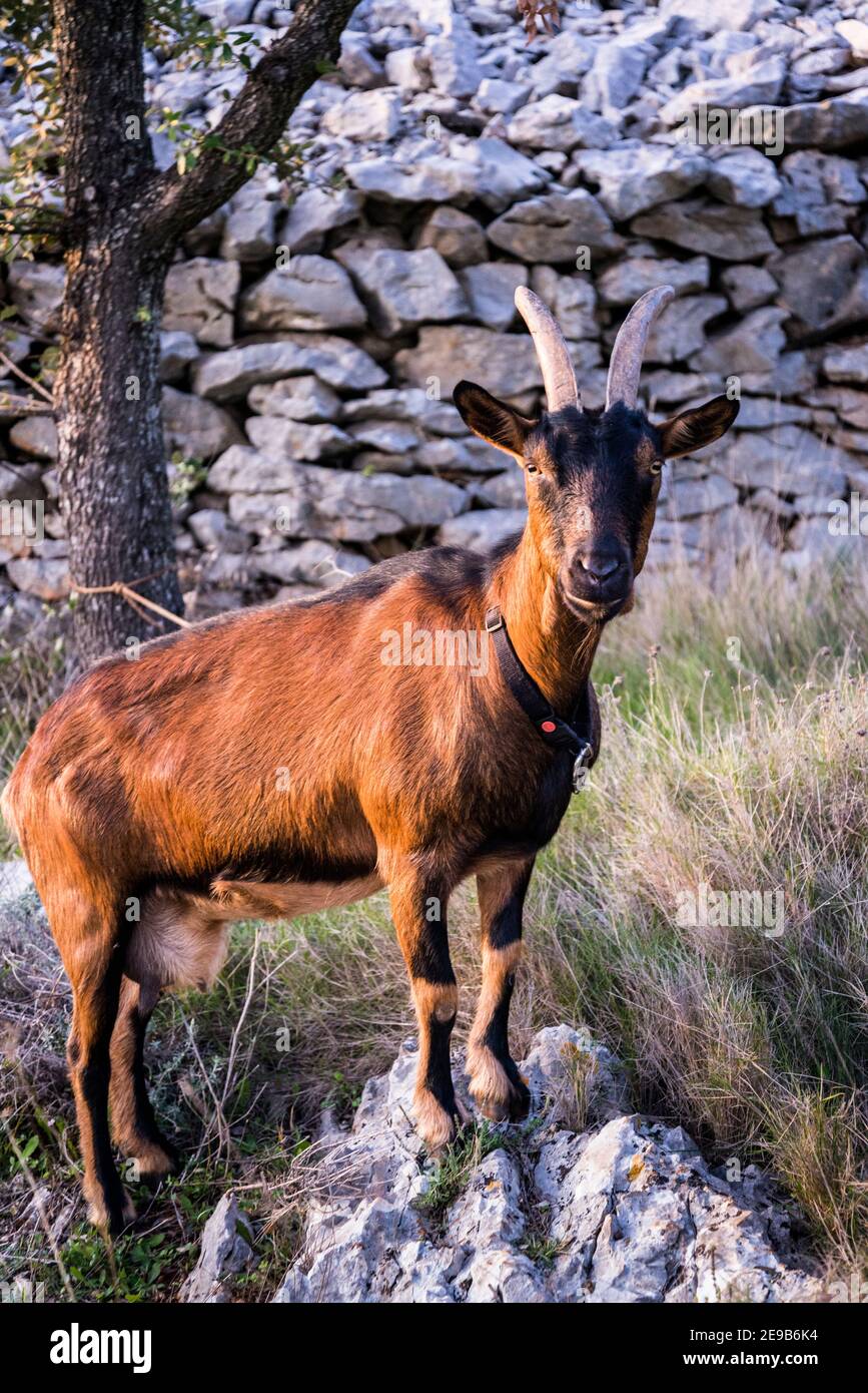 Brown goat, Island of Iz, Dalmatia, Croatia Stock Photo - Alamy