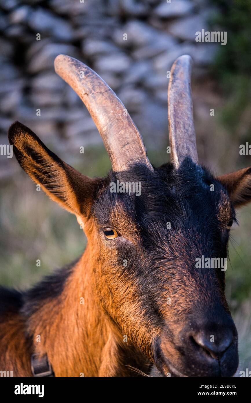 Light brown goat hi-res stock photography and images - Alamy
