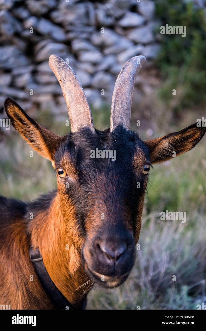 Brown goat, Island of Iz, Dalmatia, Croatia Stock Photo - Alamy