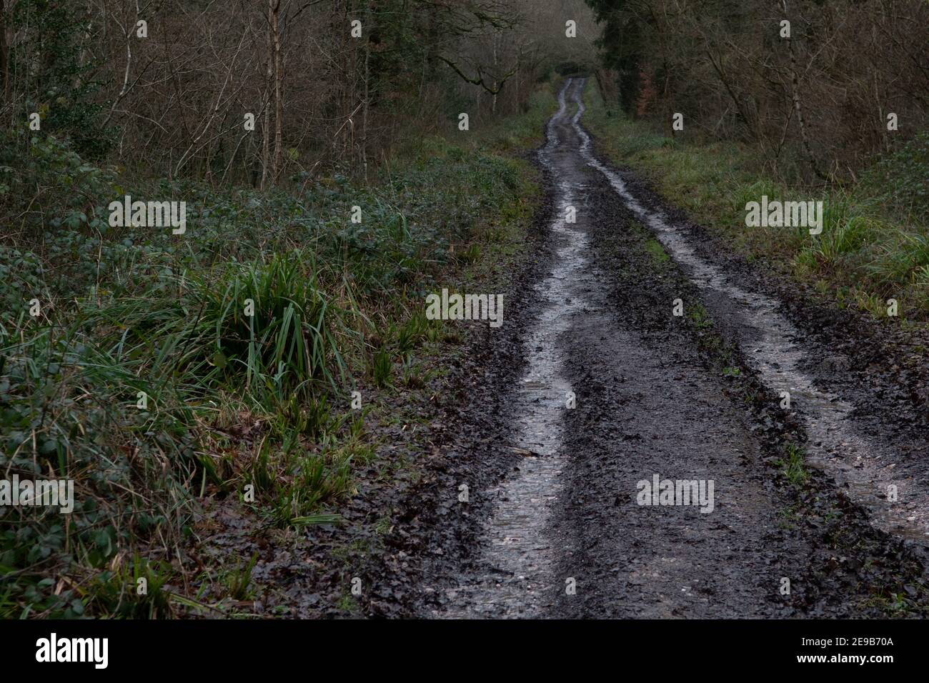Forestry track, Lower Woods, East Woodlands, Frome, Somerset Stock ...