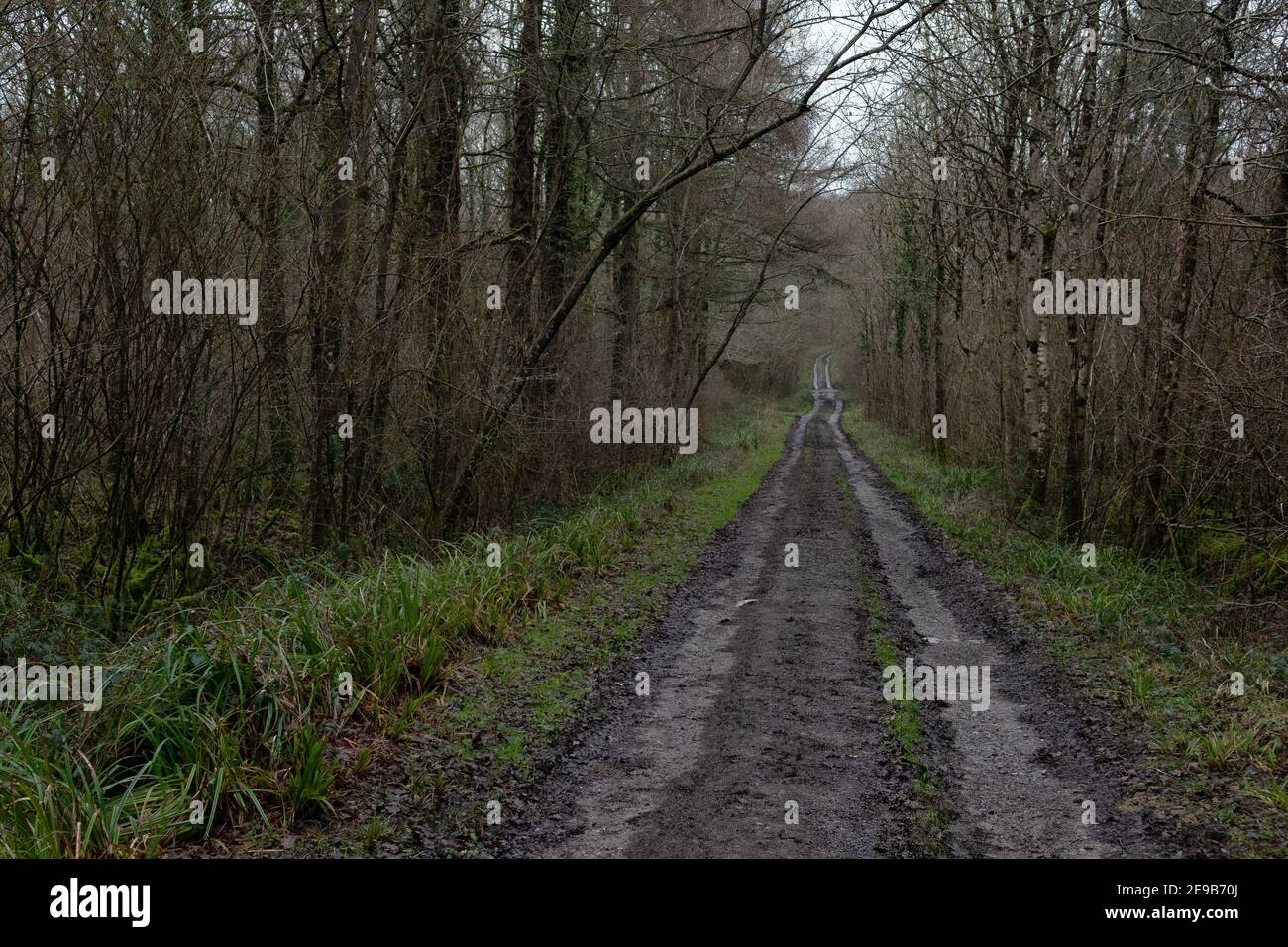 Forestry track, Lower Woods, East Woodlands, Frome, Somerset Stock ...