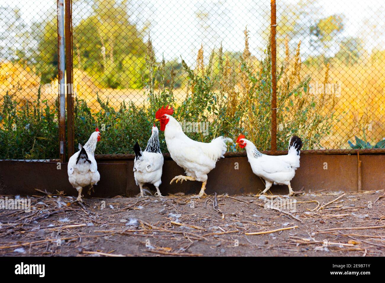 hens walking around the yard, barnyard on a farm for breeding poultry Stock Photo - Alamy