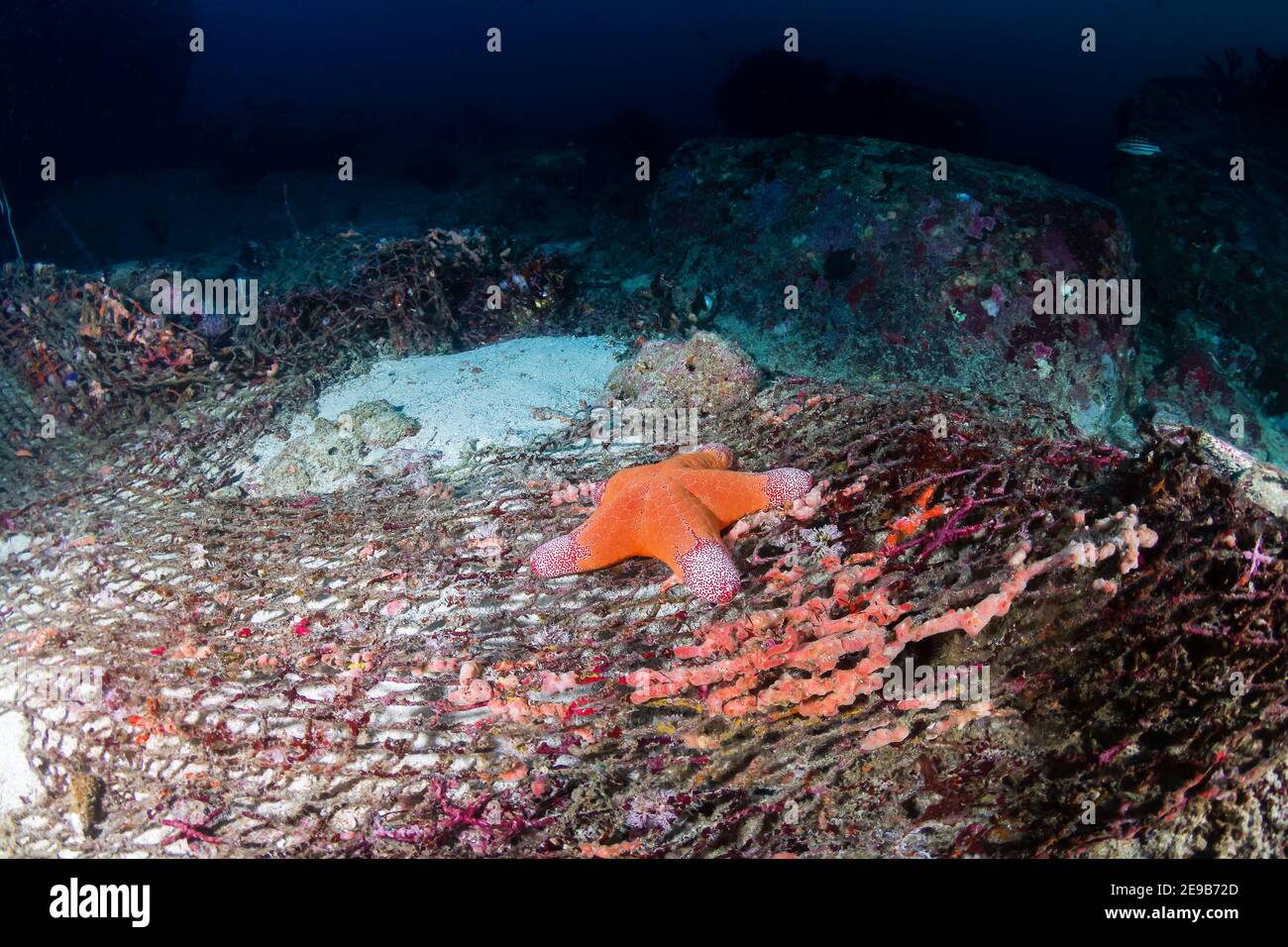 Starfish on an old, abandoned ghost fishing net on a coral reef in ...