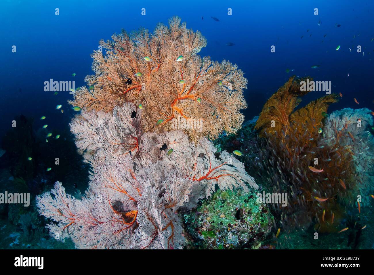Beautiful corals and colorful tropical fish on a coral reef in the ...