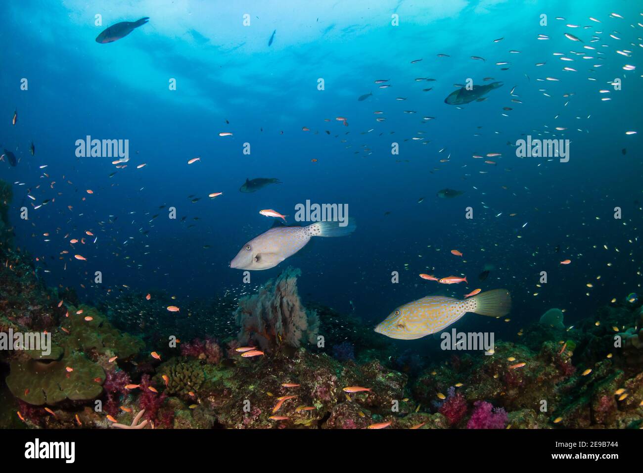 Broomtail filefish hi-res stock photography and images - Alamy