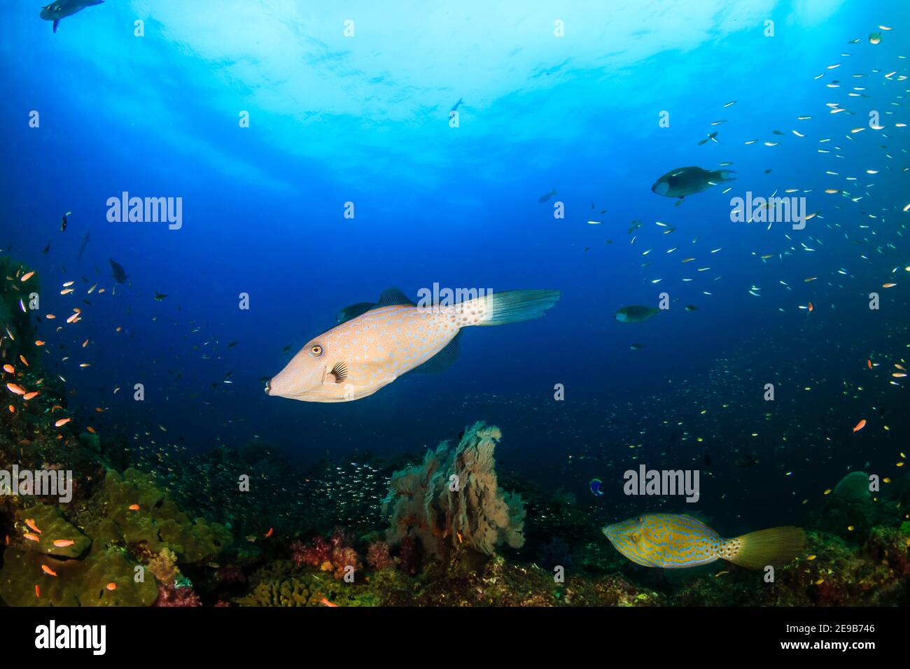 Scrawled Filefish on a healthy, colorful tropical coral reef Stock ...