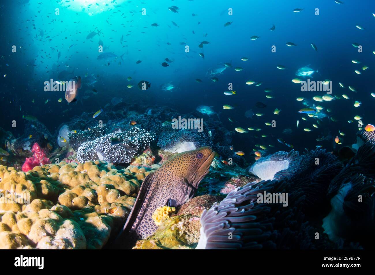 Giant Moray Eel hiding on a healthy, colorful coral reef Stock Photo ...