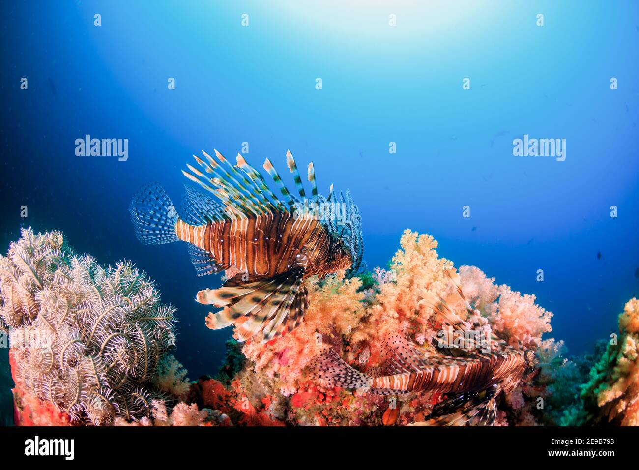 Lionfish (Devil Firefish) on a tropical coral reef Stock Photo - Alamy