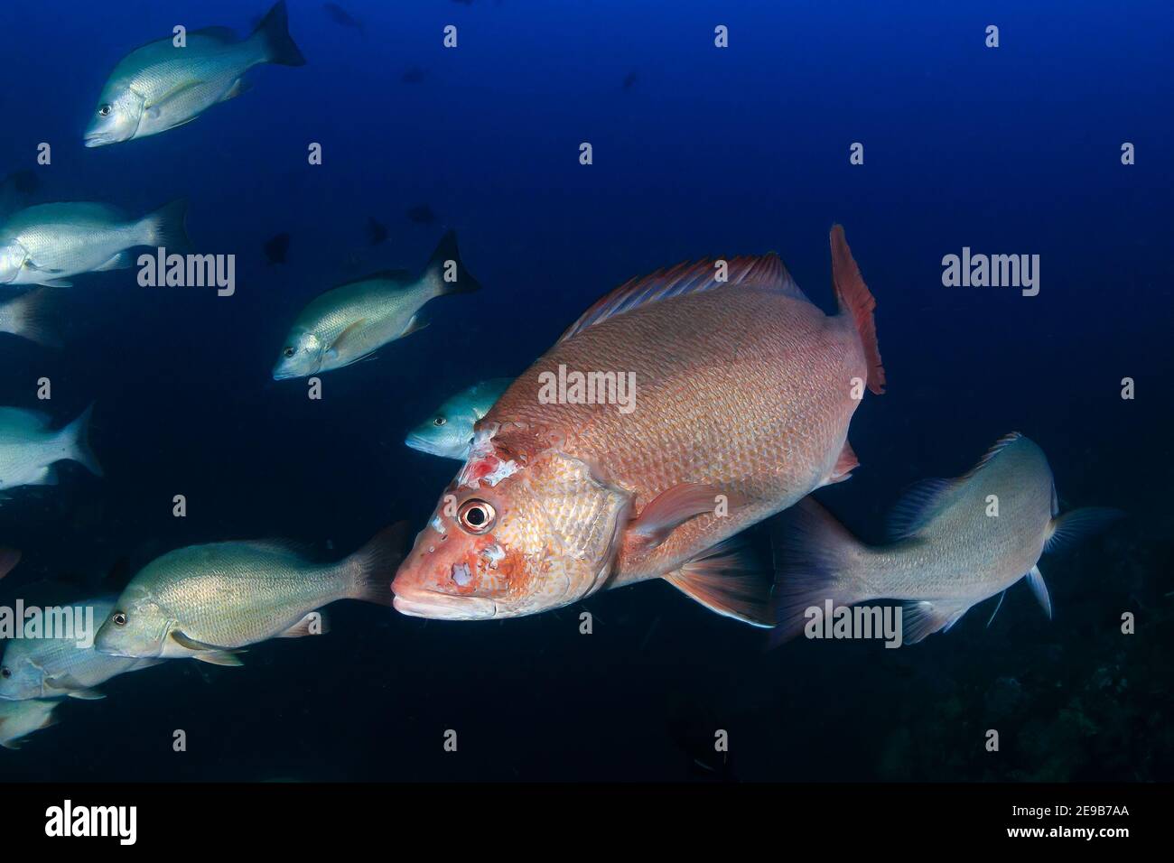 Infected fish hi-res stock photography and images - Alamy