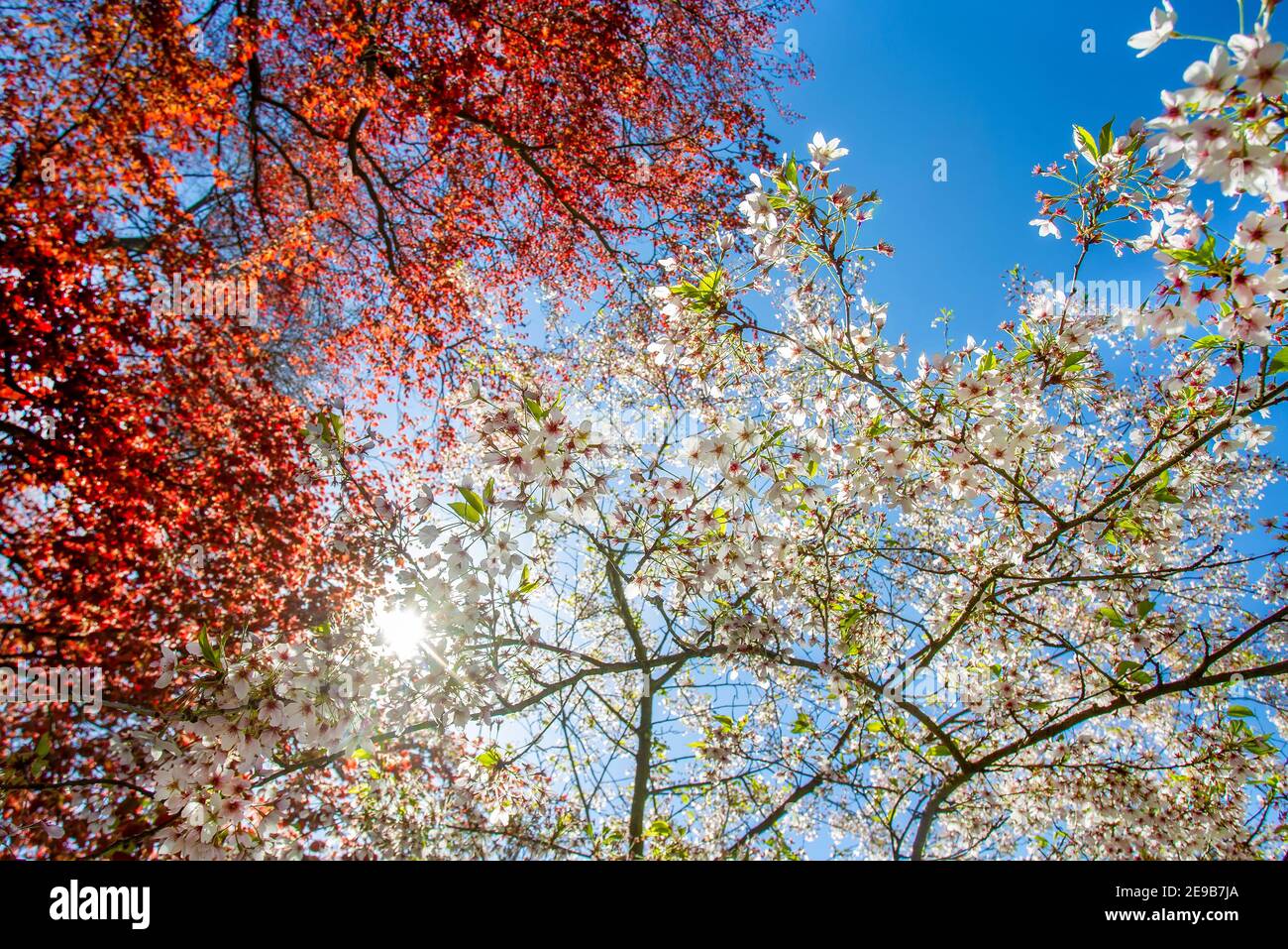 Cherry blossom - sakura and red leaves of japanese maple in japanese ...