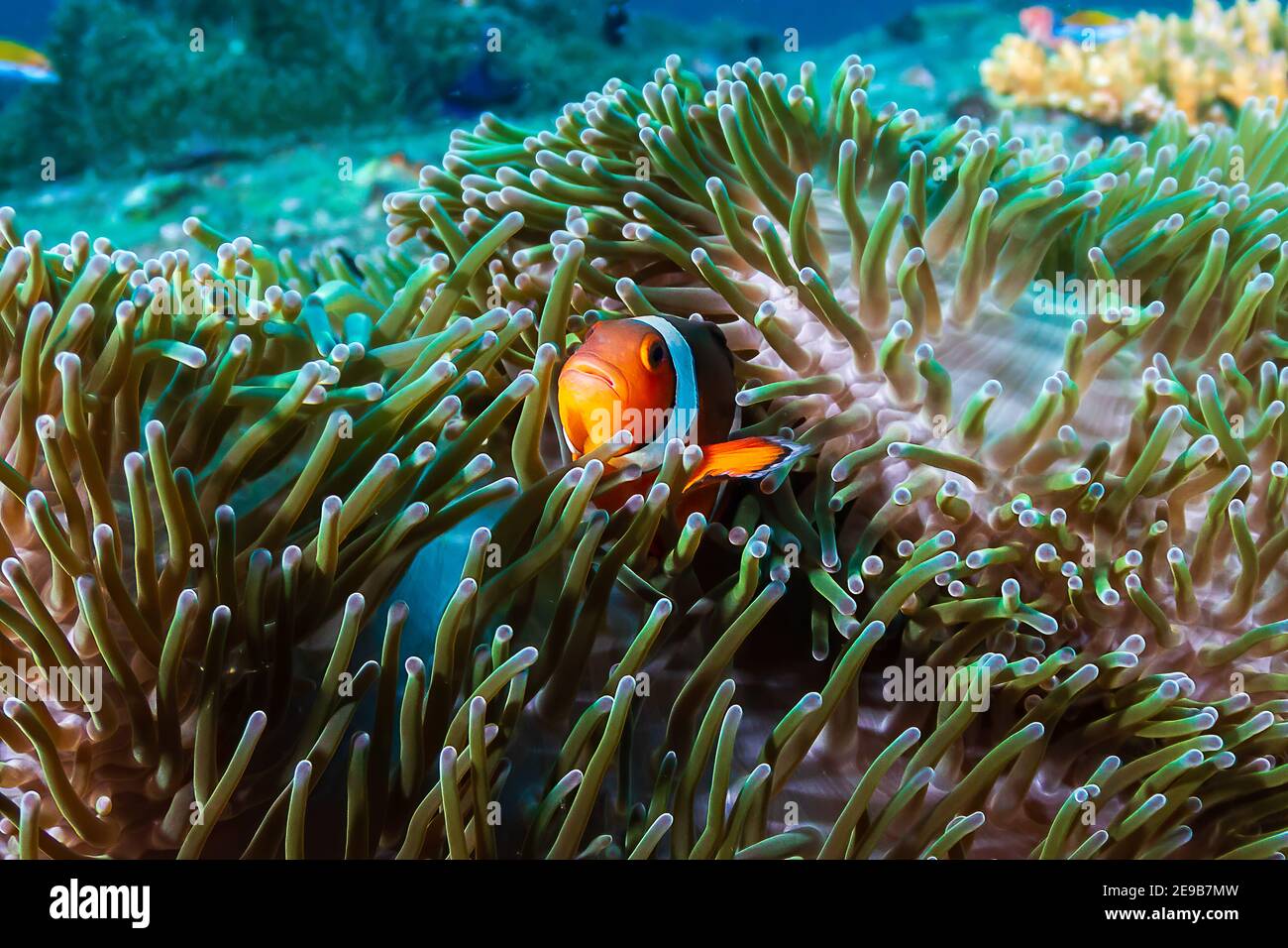 Nemo reef andaman hi-res stock photography and images - Alamy