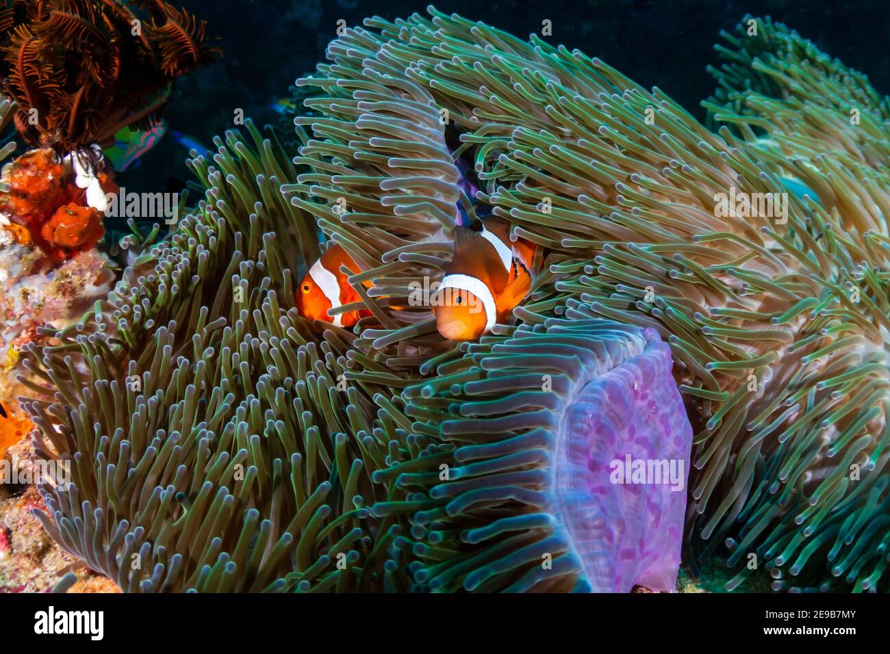 Beautiful False Clownfish in their host anemone on a tropical reef in ...