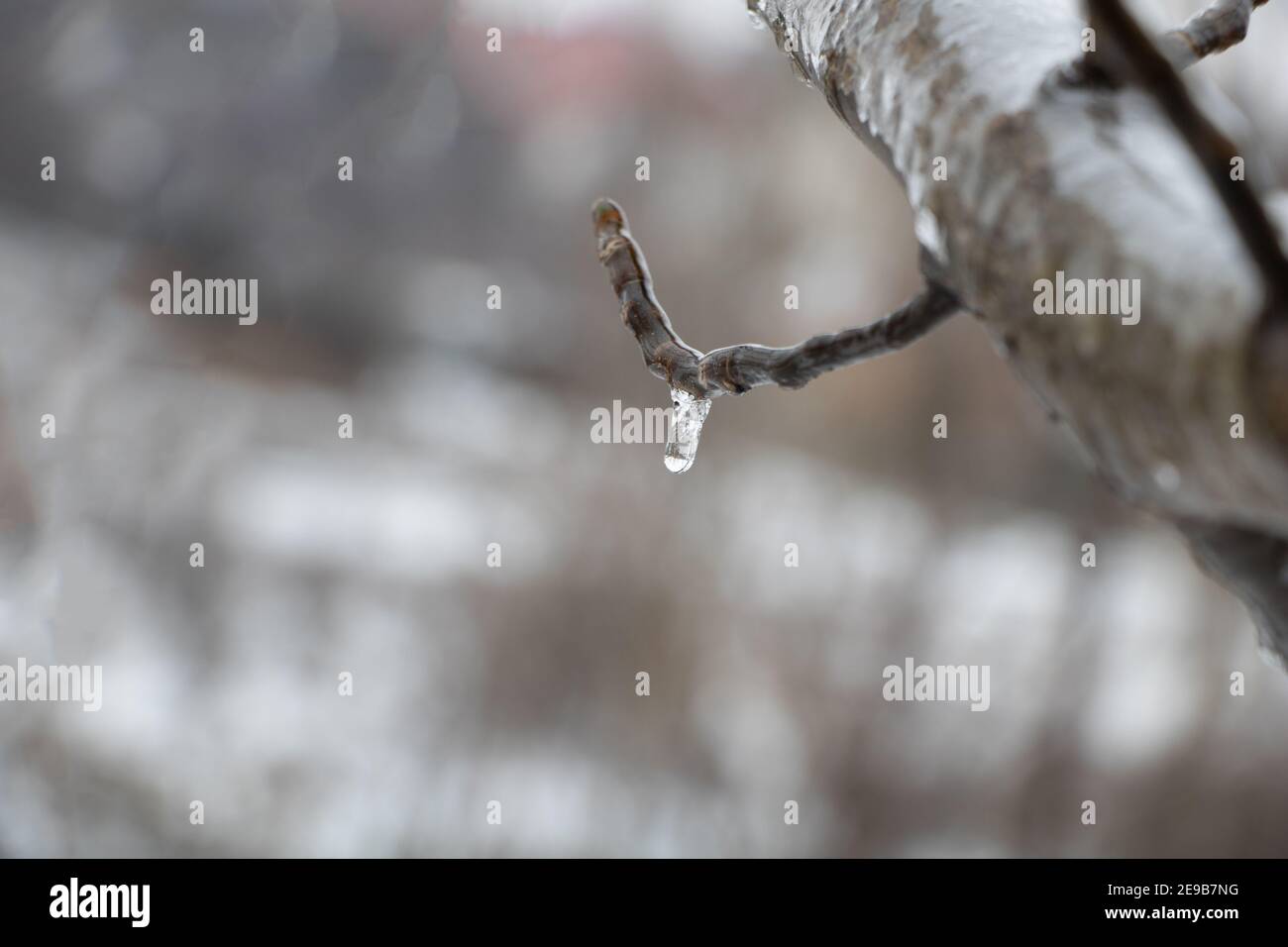 Freezing rain on a walnut tree Stock Photo - Alamy