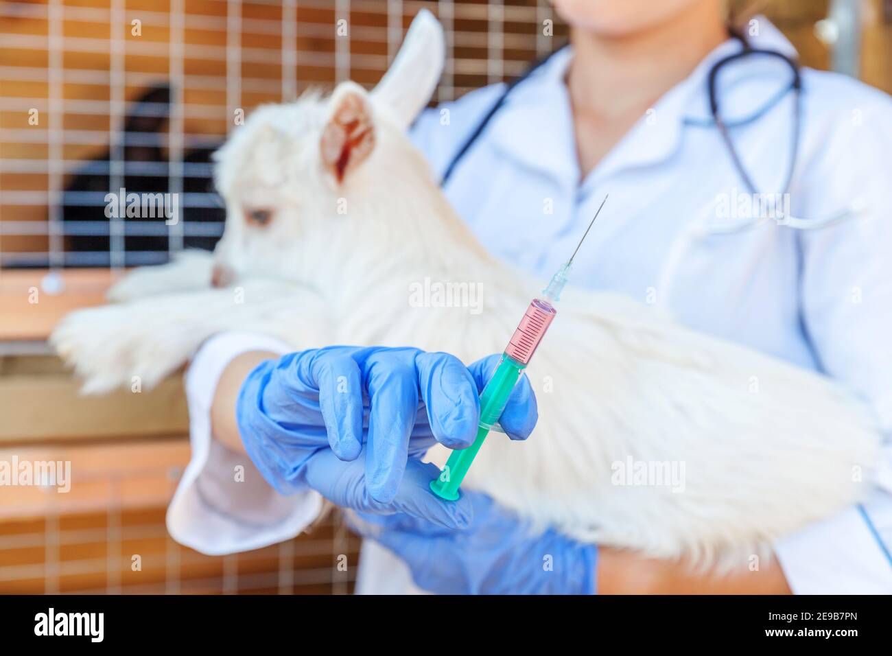 Young veterinarian woman with syringe holding and injecting goat kid on ...