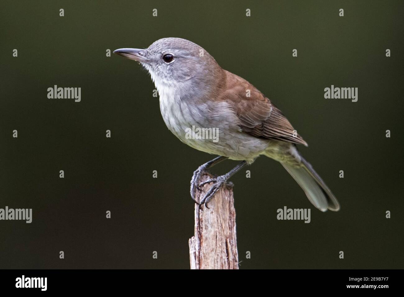 grey strike thrush portrait sitting on broken tree branch side on ...