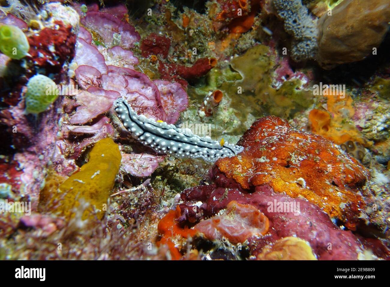 Phyllidia alyta hi-res stock photography and images - Alamy