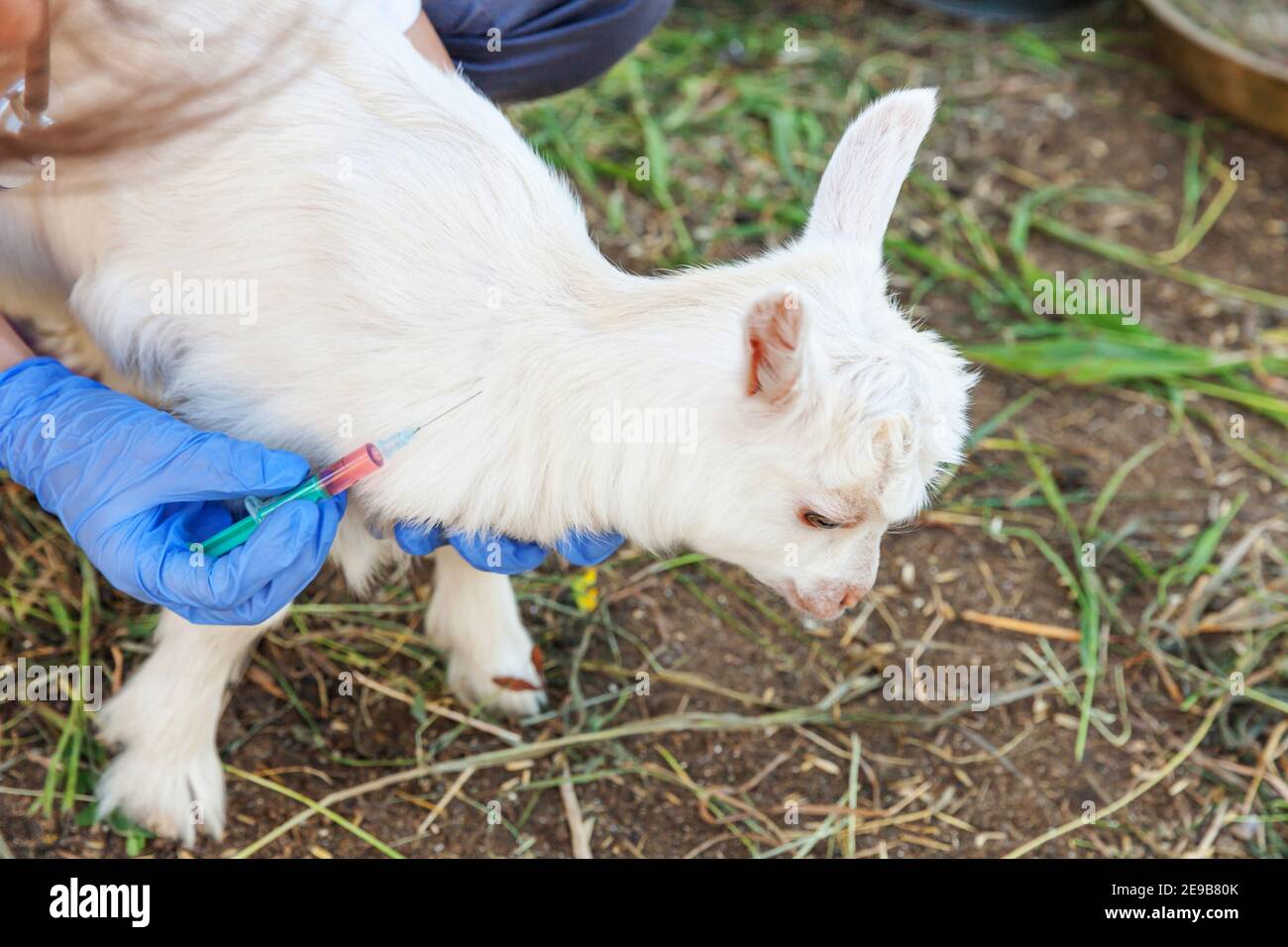 Young veterinarian woman with syringe holding and injecting goat kid on ...
