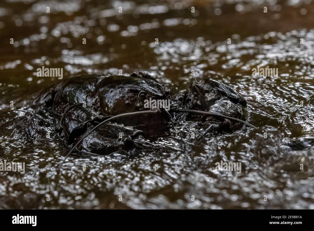 Tasmanian freshwater crayfish hi-res stock photography and images - Alamy